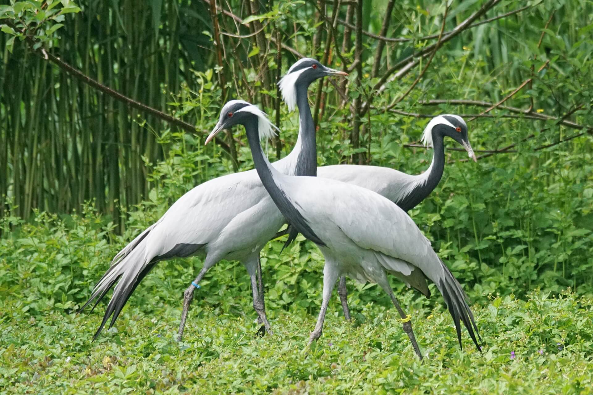 Demoiselle Crane - Paphos Zoo