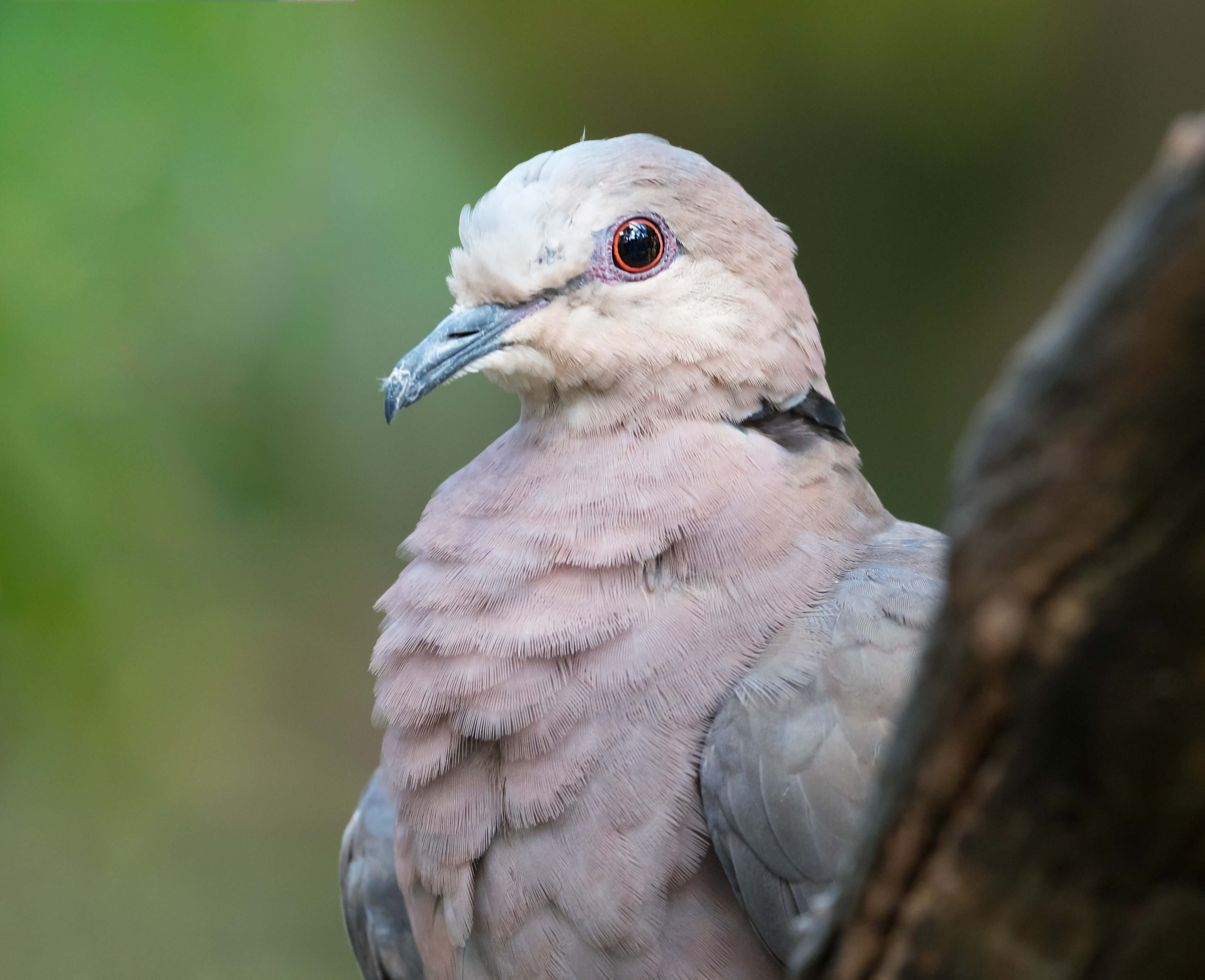 Red Turtle Dove - Paphos Zoo
