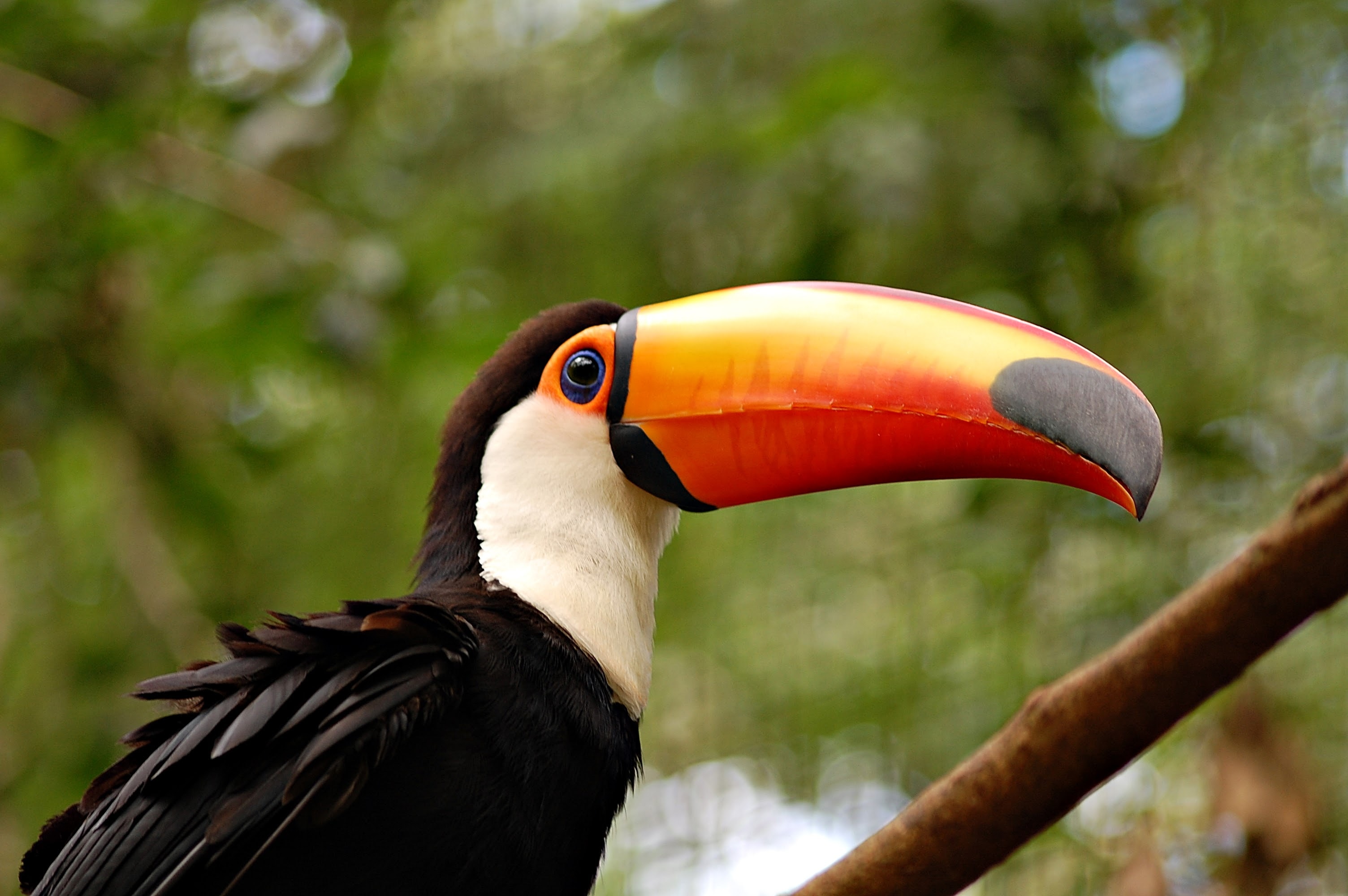 Toco Toucan - Paphos Zoo