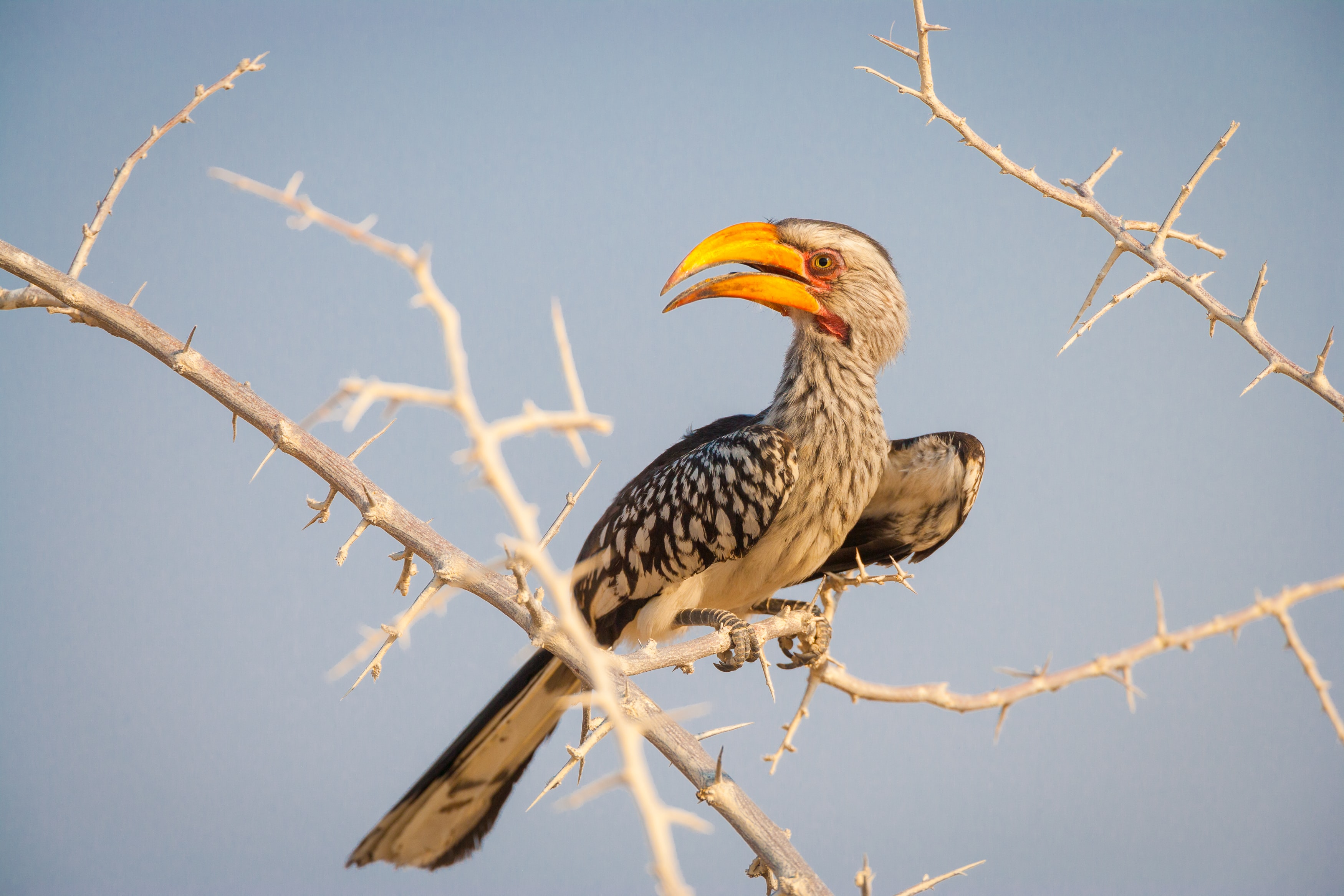 Western Red Billed Hornbill - Paphos Zoo