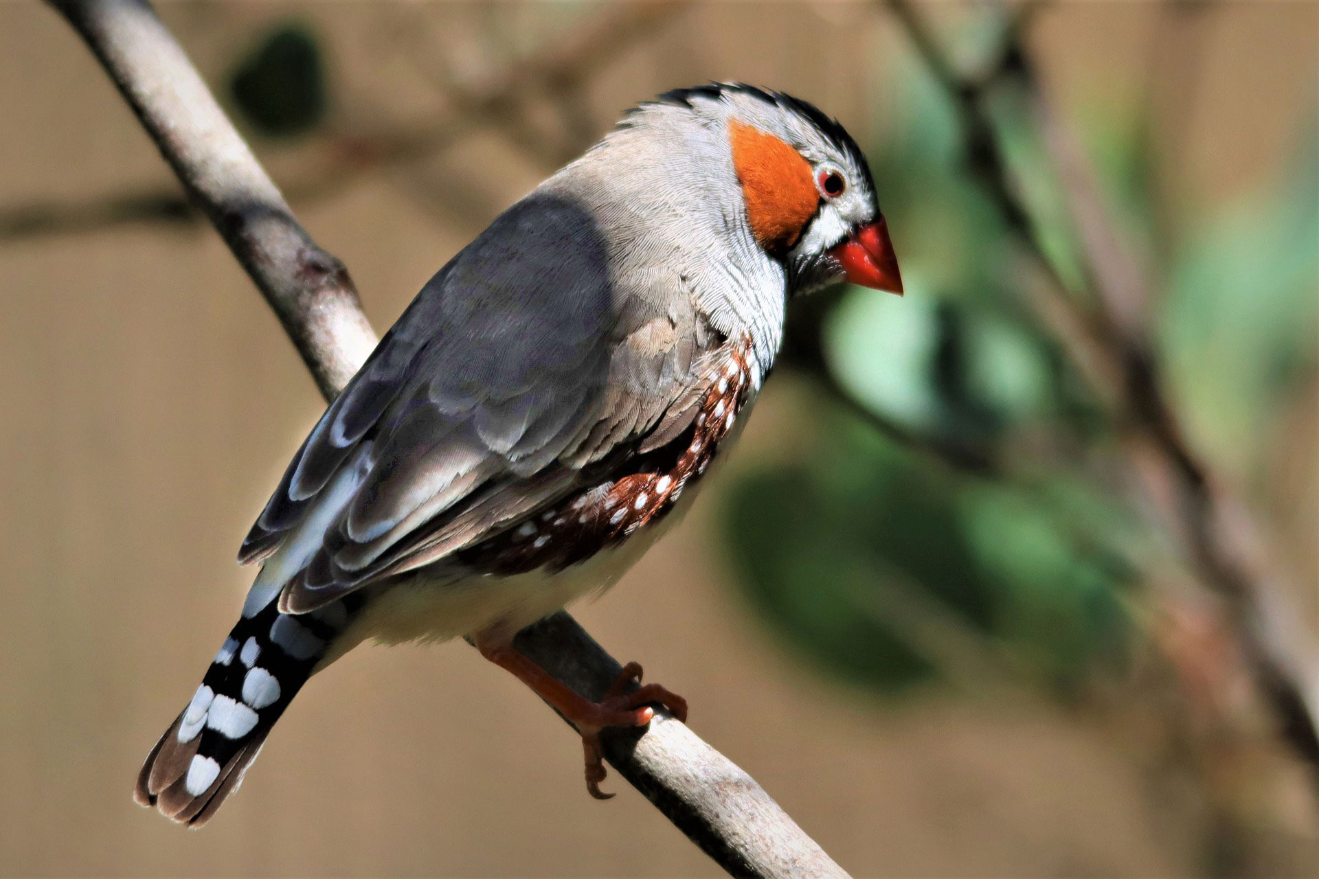 Zebra Finch - Paphos Zoo Map