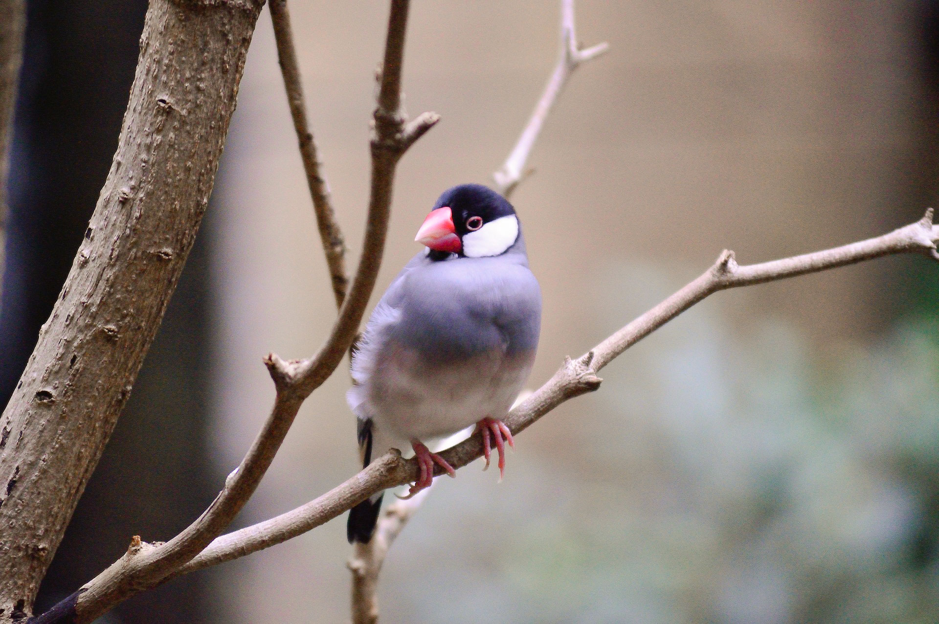 Java Sparrow - Paphos Zoo Map
