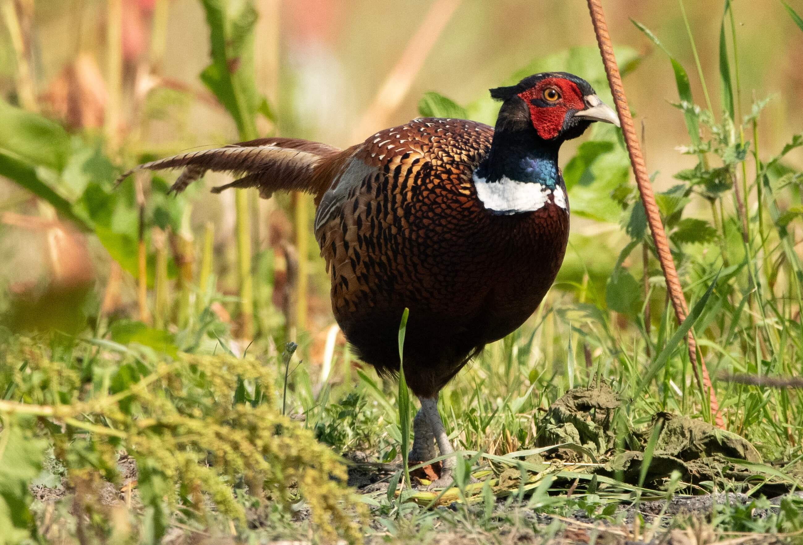 Pheasants & Turacos - Paphos Zoo Map