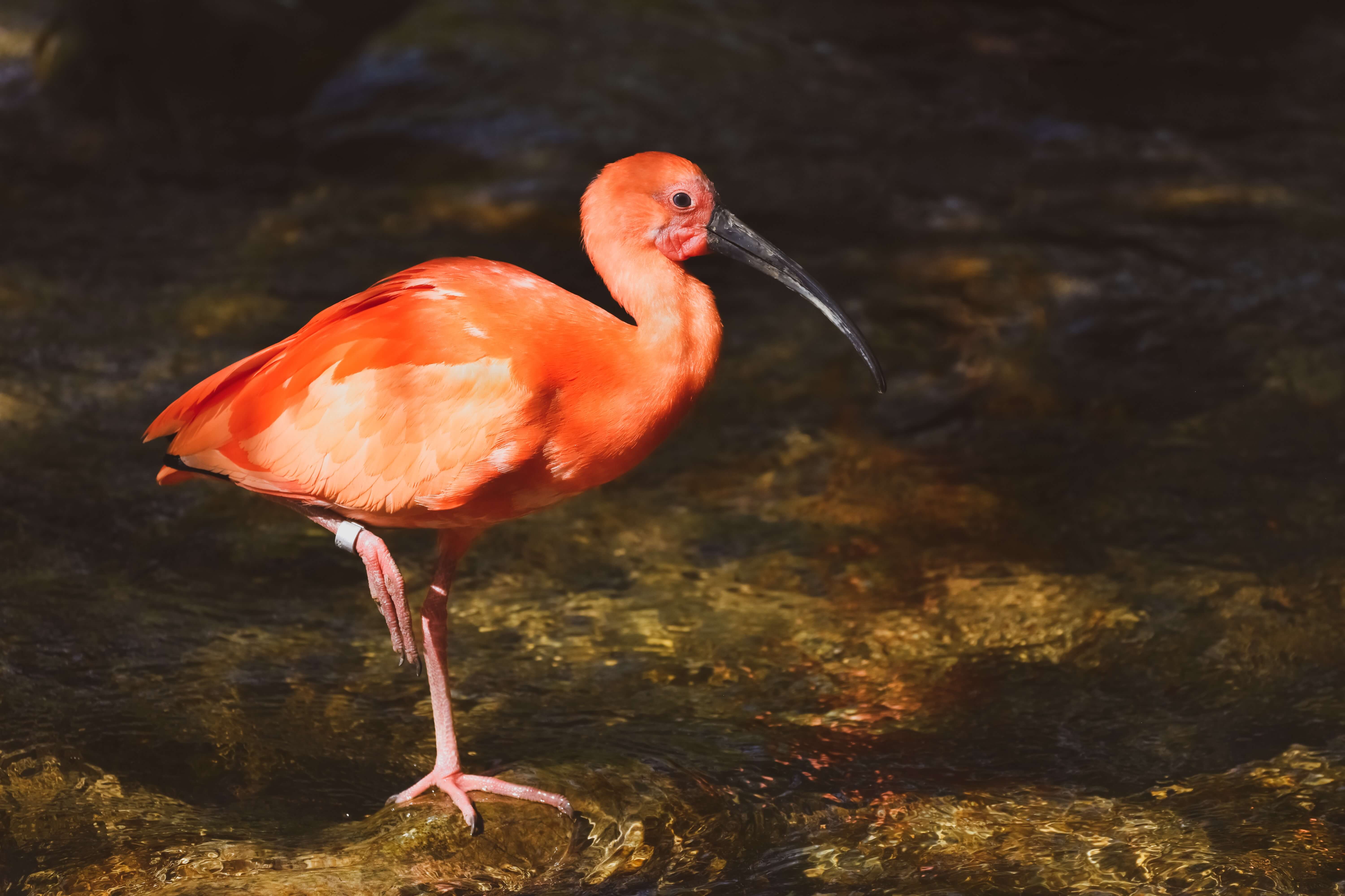 Scarlet Ibis - Paphos Zoo