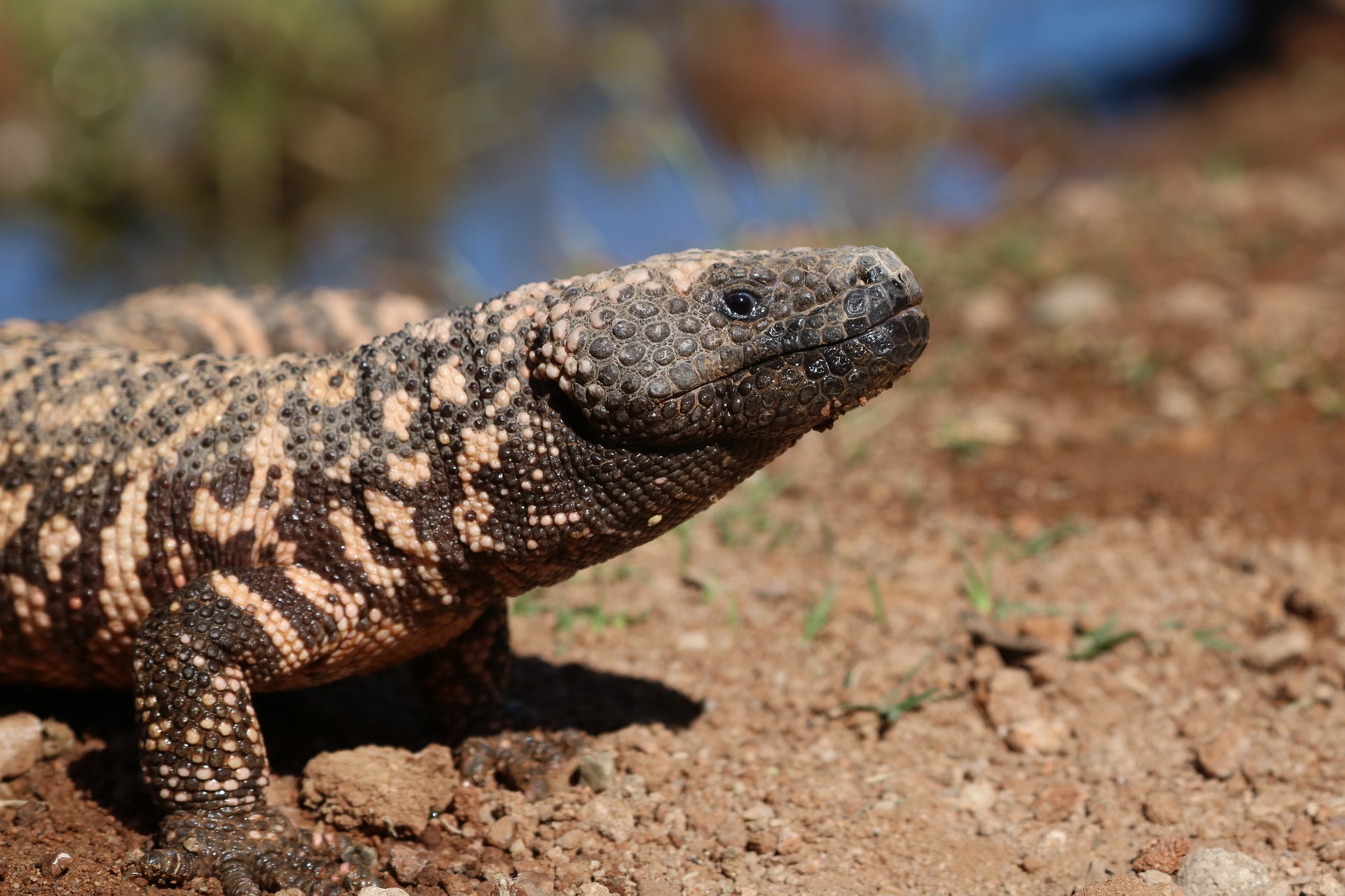 Rio Fuerte Beaded Lizard - Paphos Zoo