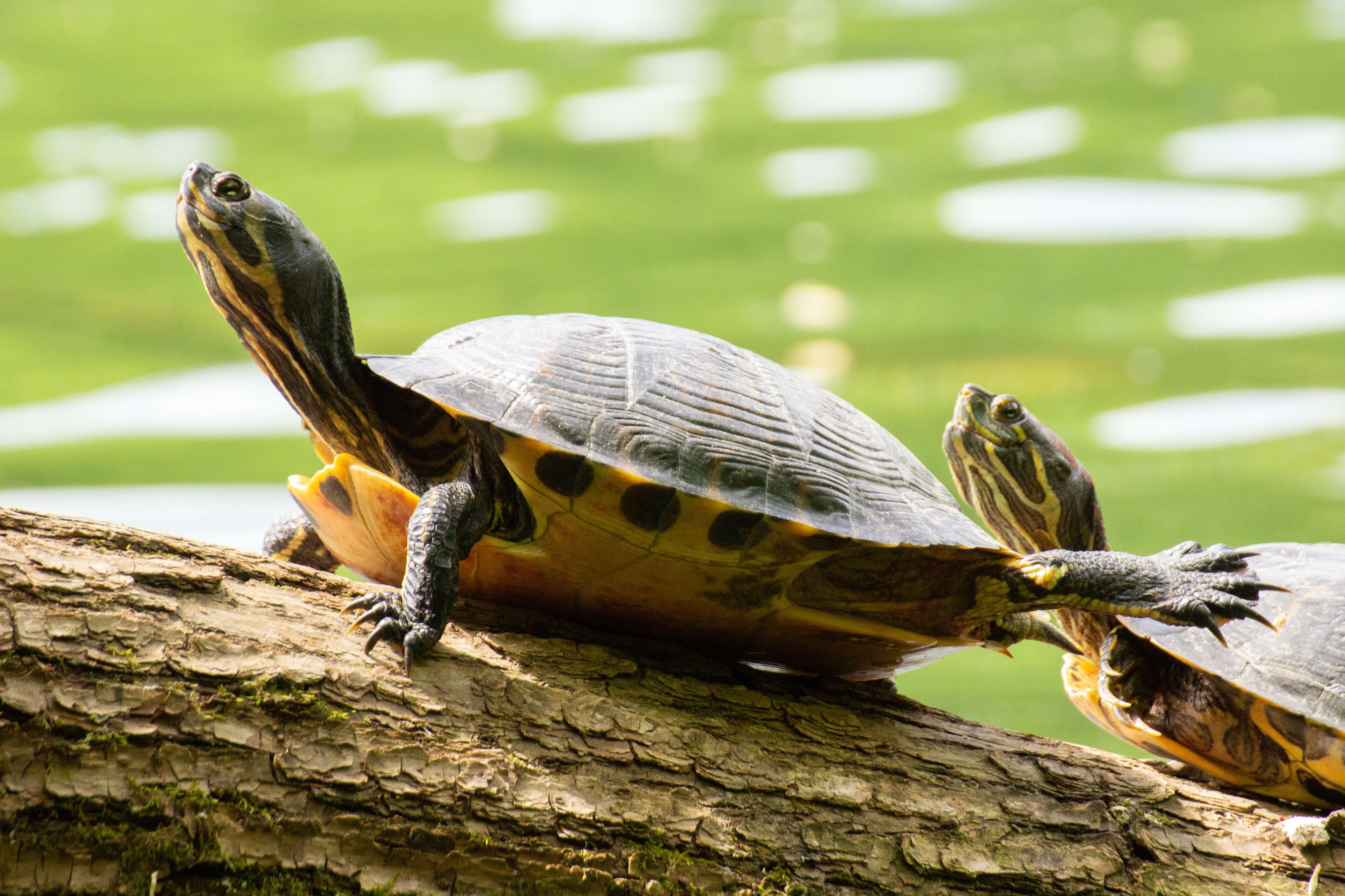 Pond Slider - Paphos Zoo