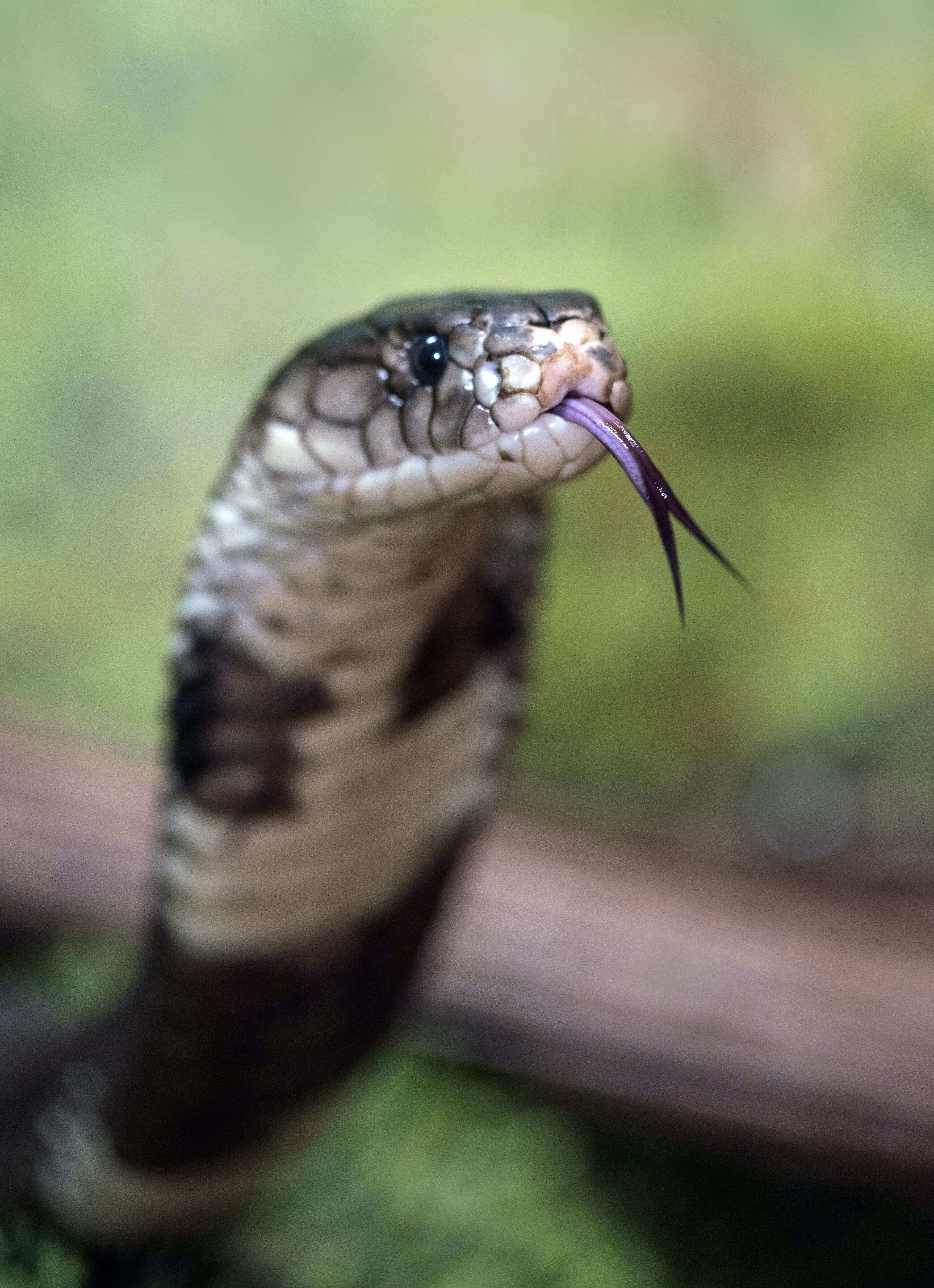 Forest Cobra - Paphos Zoo