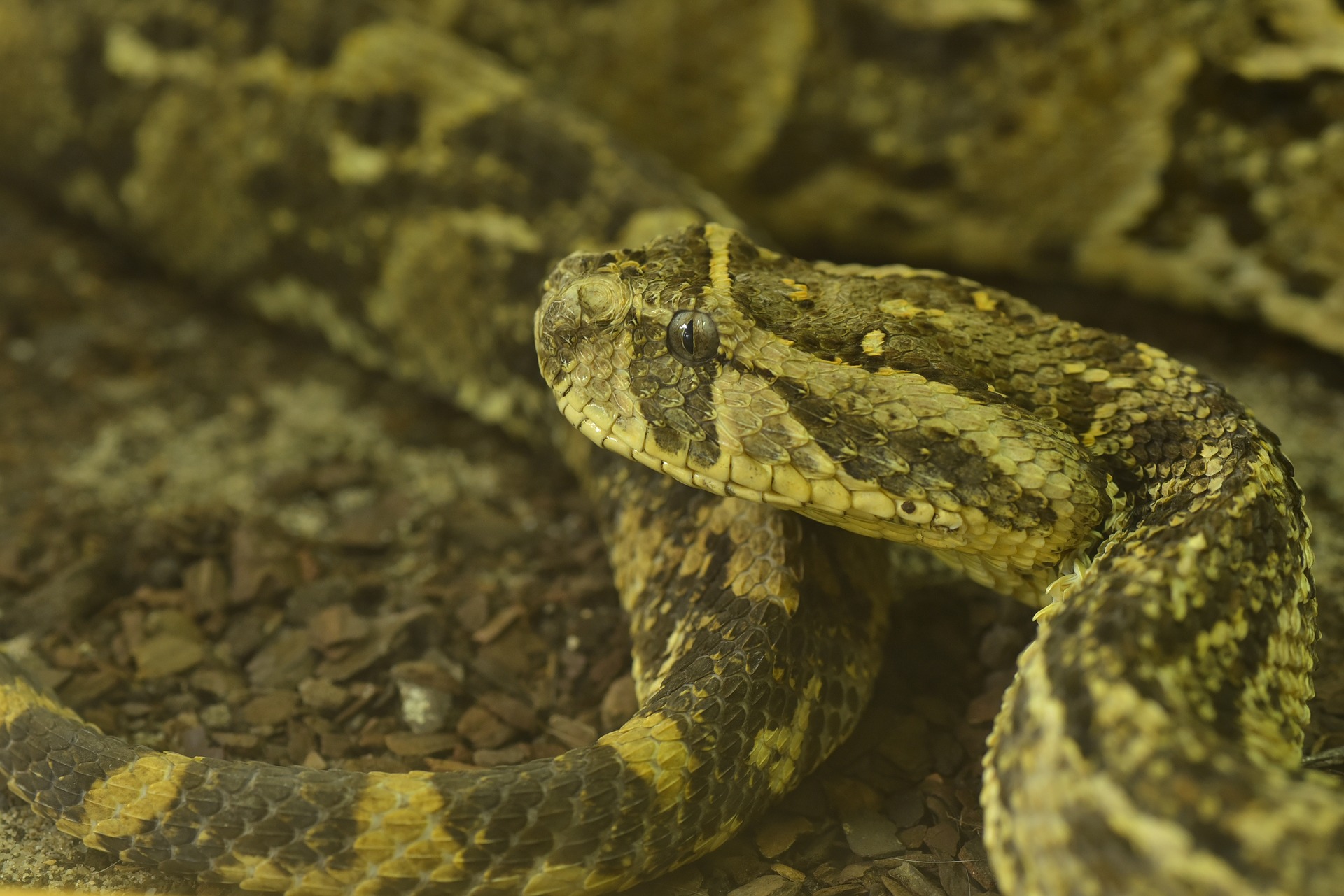 Levant Viper - Paphos Zoo