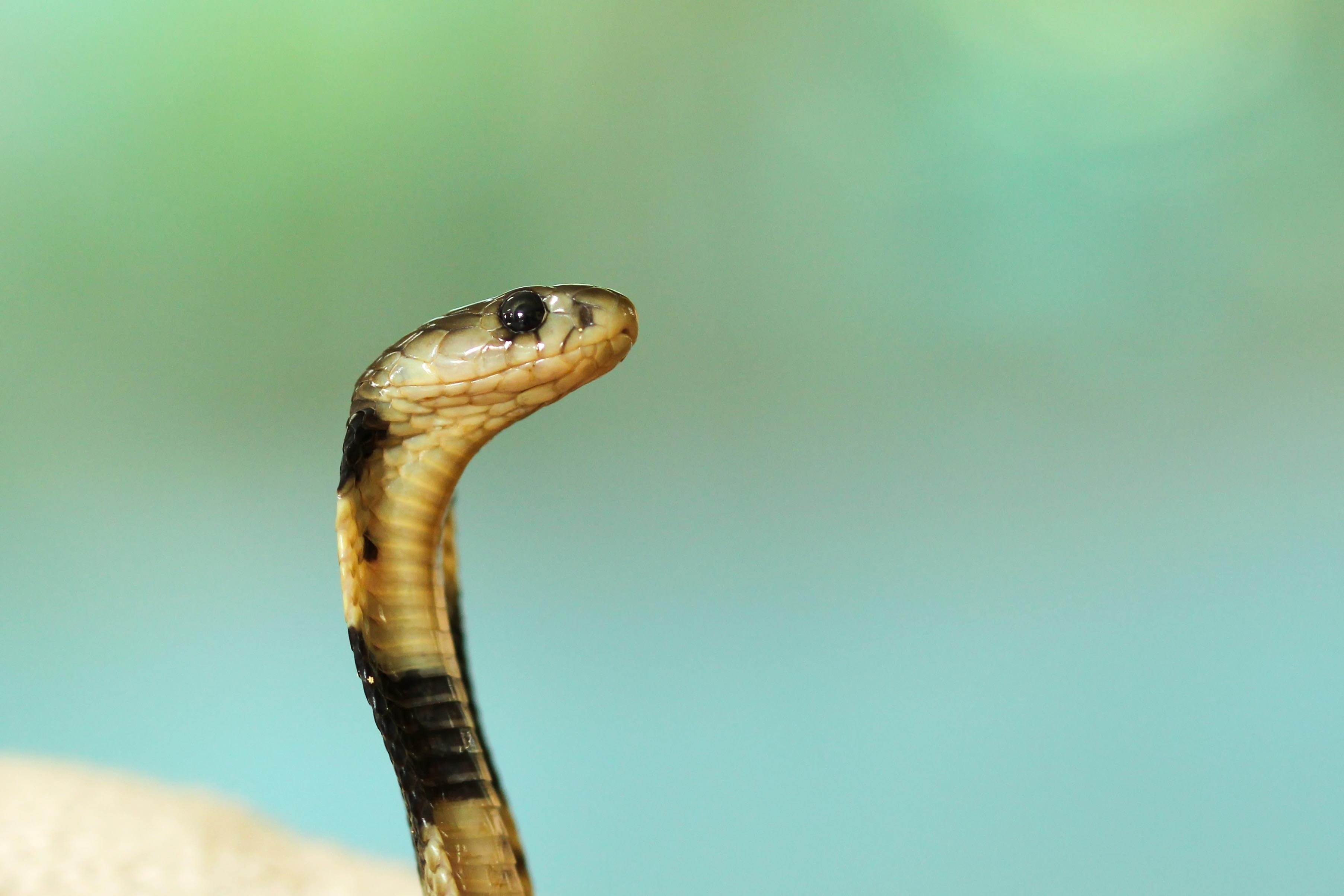 Snouted Cobra - Paphos Zoo