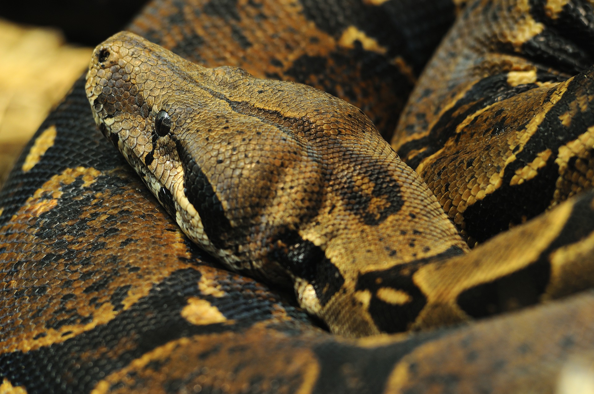 Boa Constrictor - Paphos Zoo