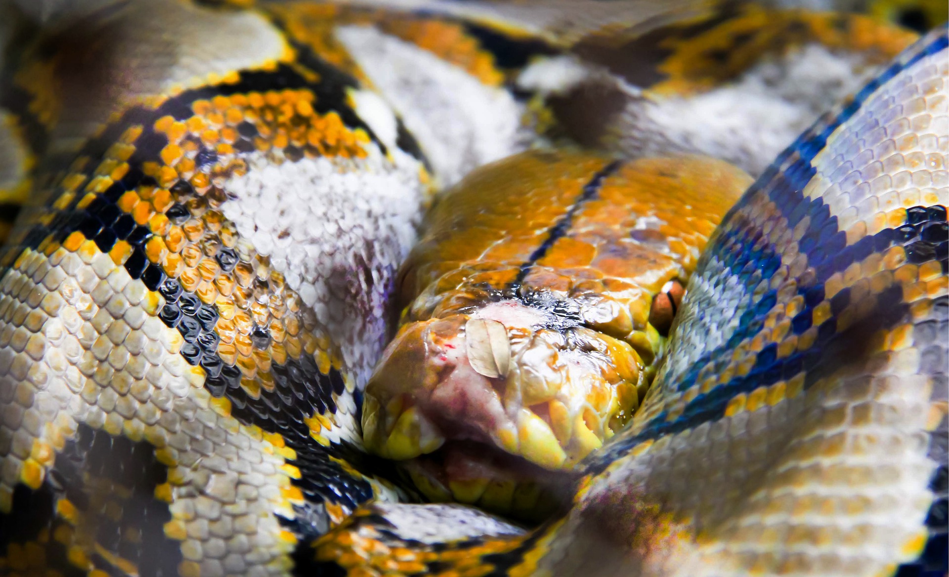 Reticulated Python - Paphos Zoo