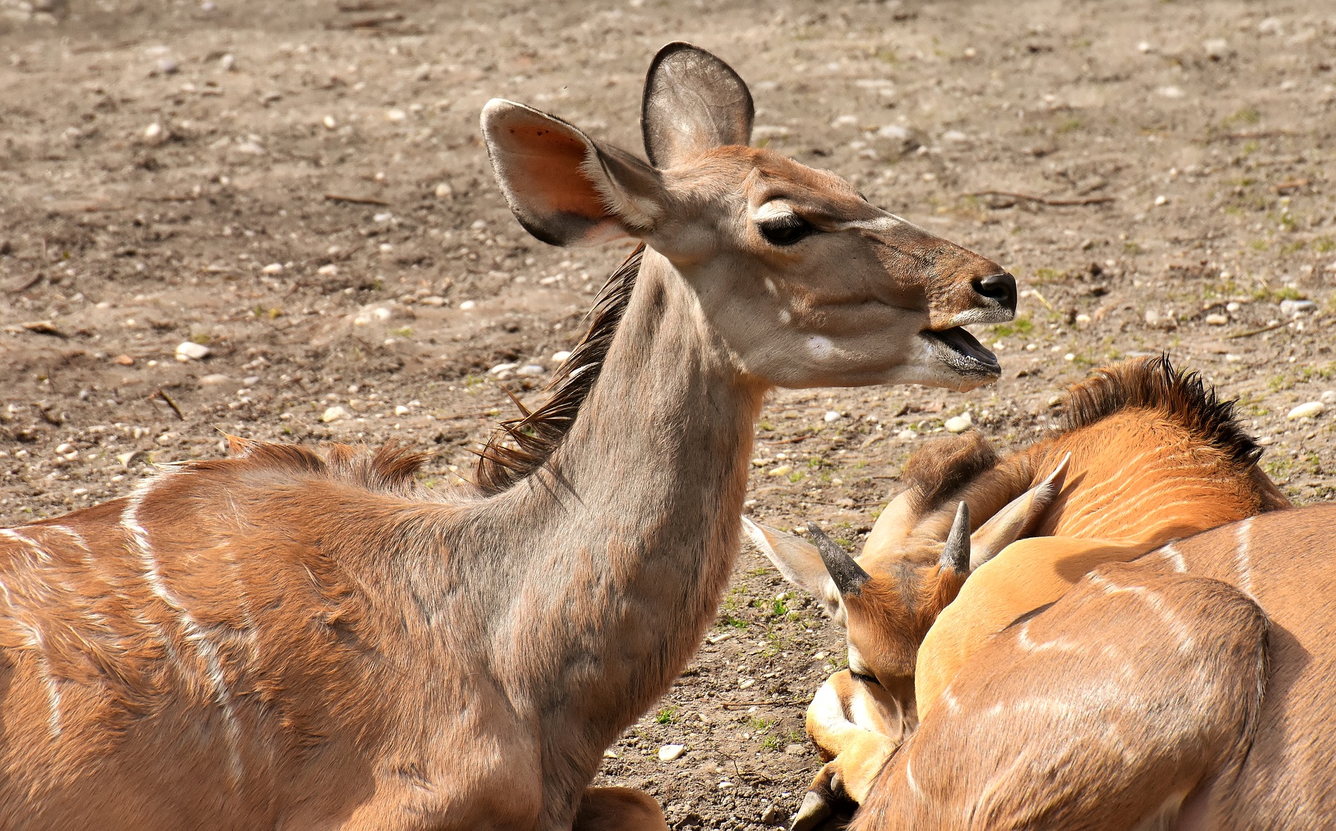 Common Eland - Paphos Zoo
