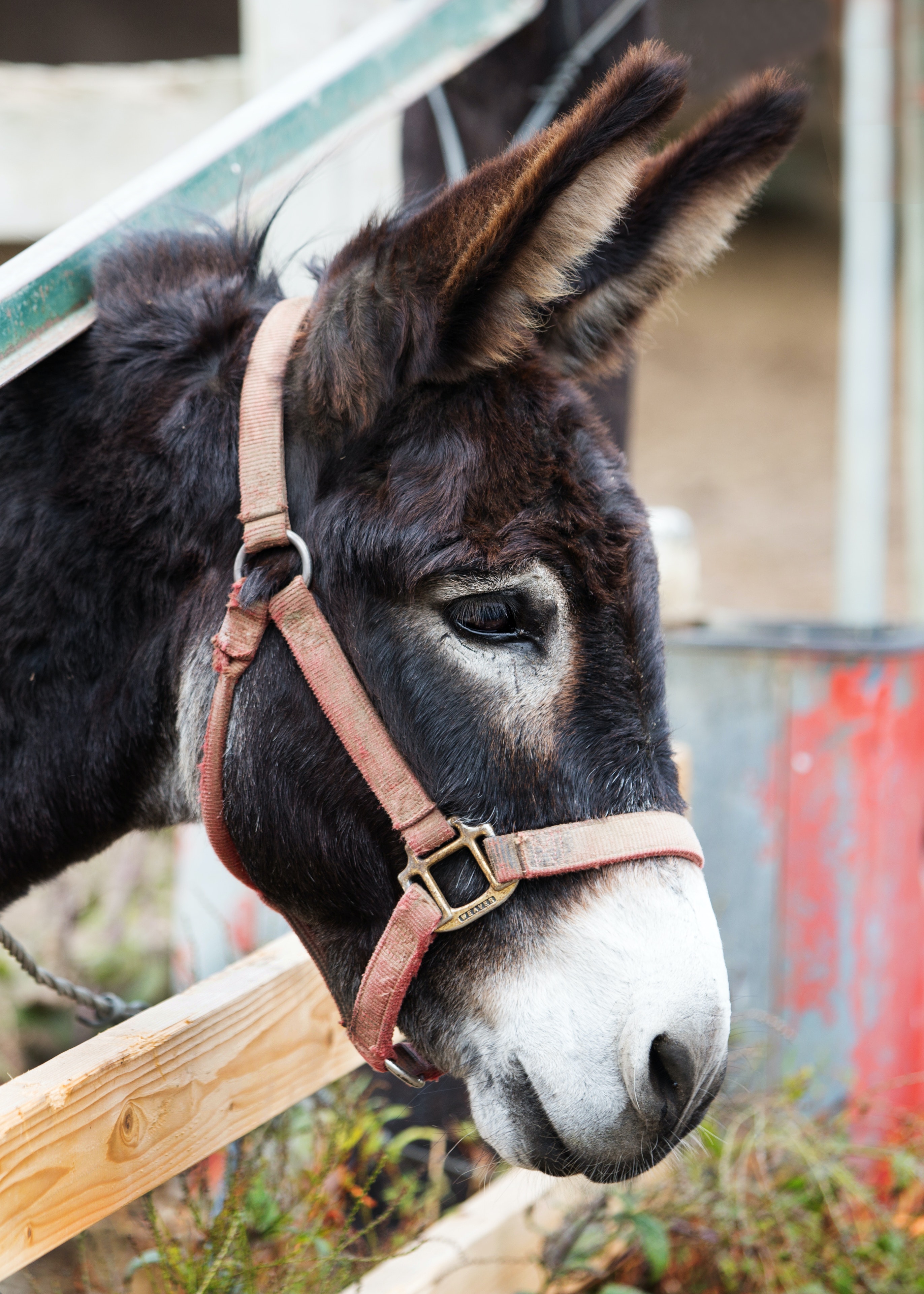 Cyprus Donkey - Paphos Zoo