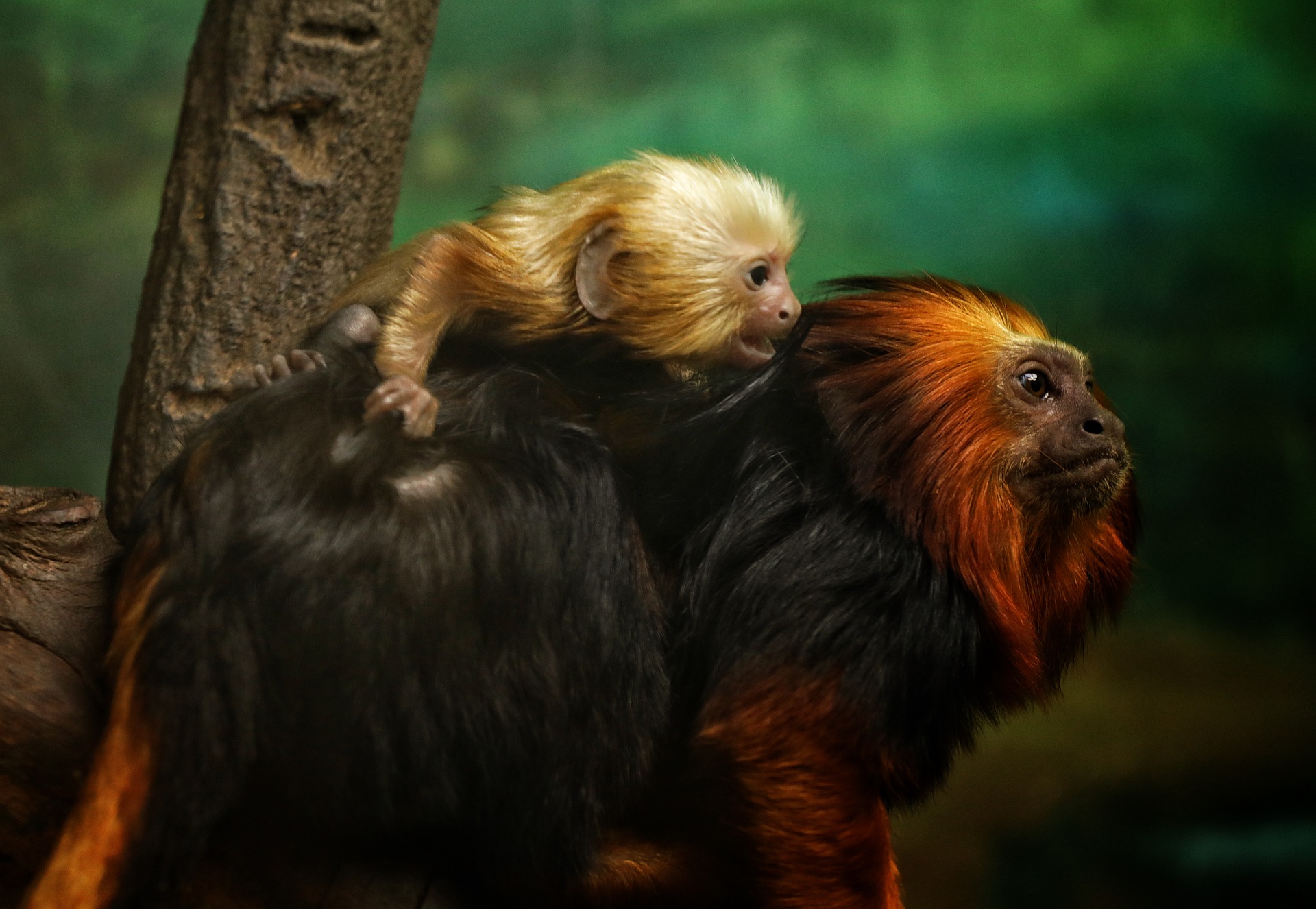 Golden Headed Lion Tamarin - Paphos Zoo