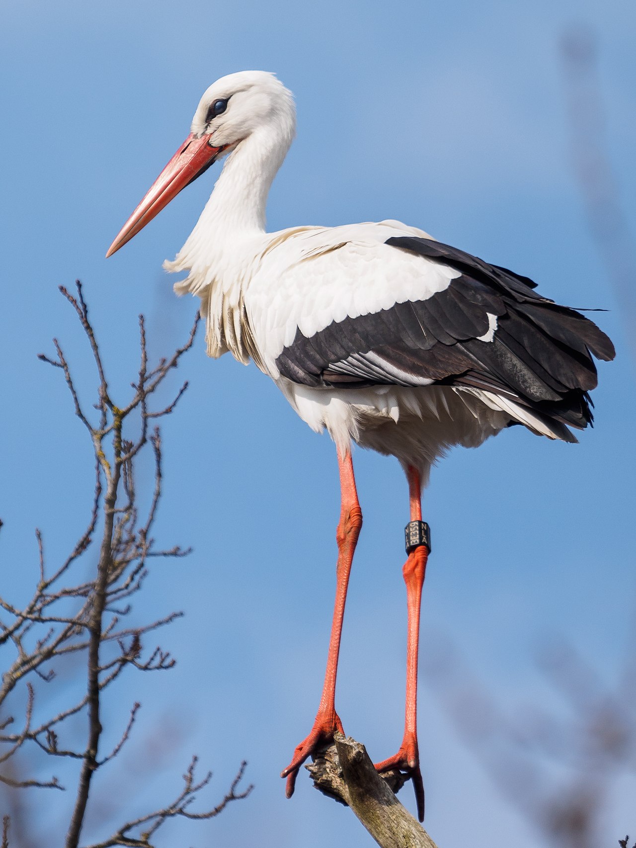 White Stork - Paphos Zoo Map