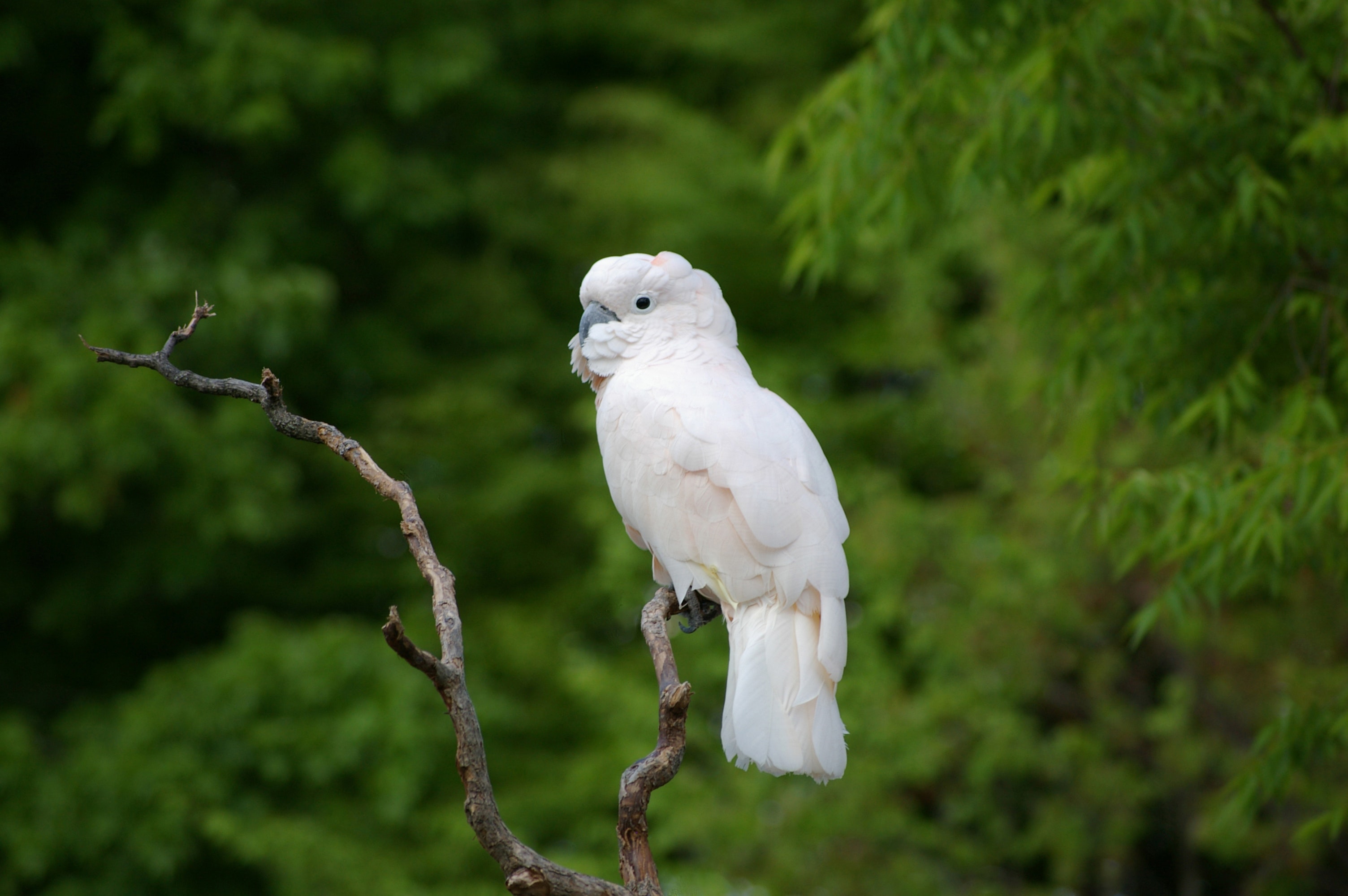 Moluccan Cockatoo - Paphos Zoo
