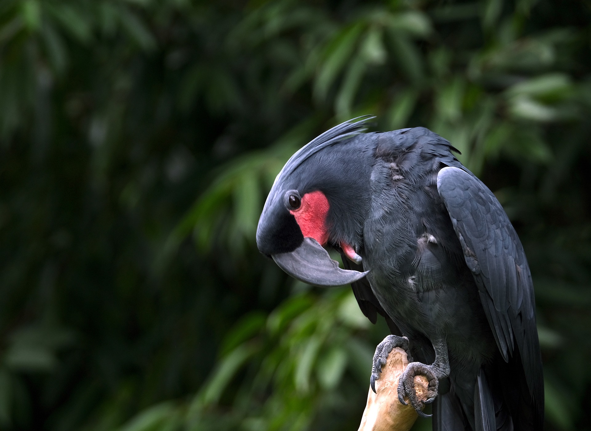Palm Cockatoo - Paphos Zoo