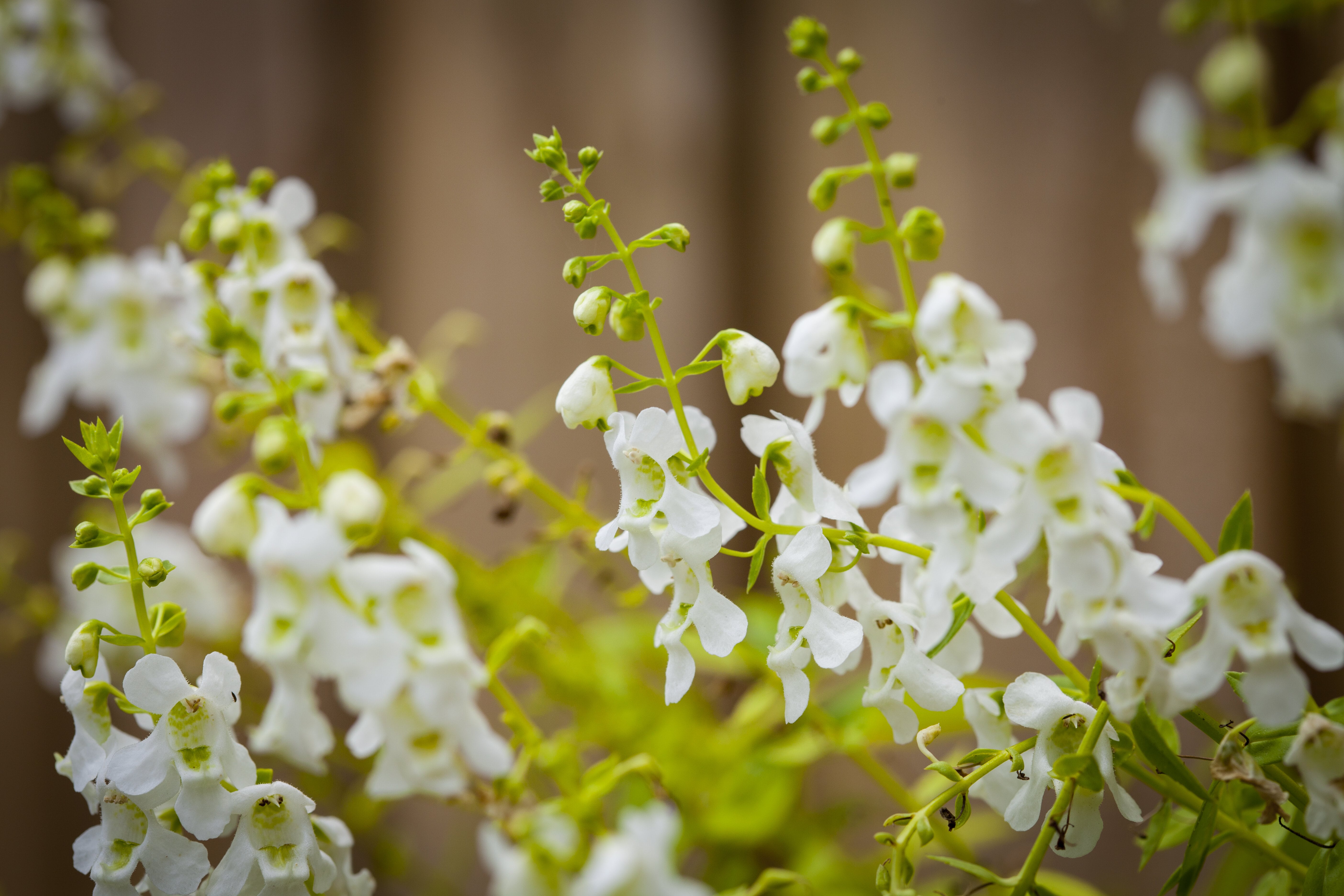 How to Spot Over-Watered Grass on Your Lawn