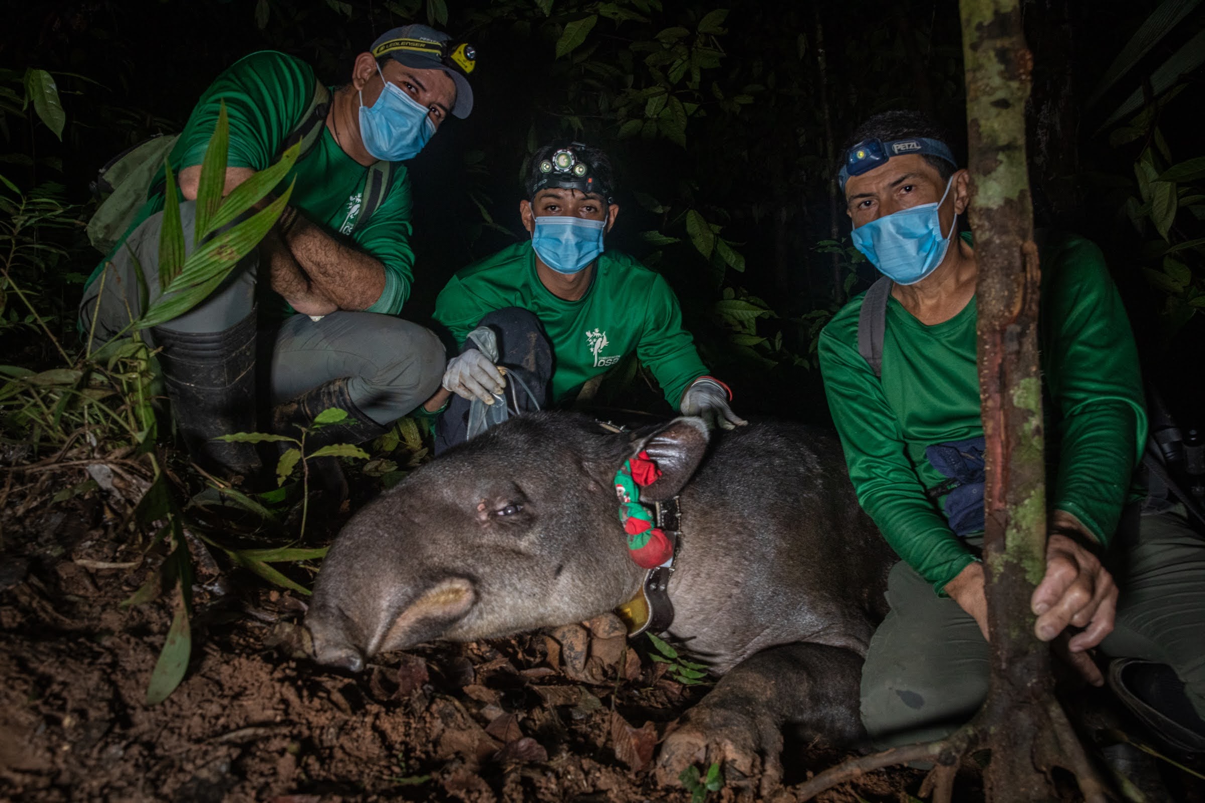 Protecting Ridge to Reef: How Osa Conservation Is Using EarthRanger in ...