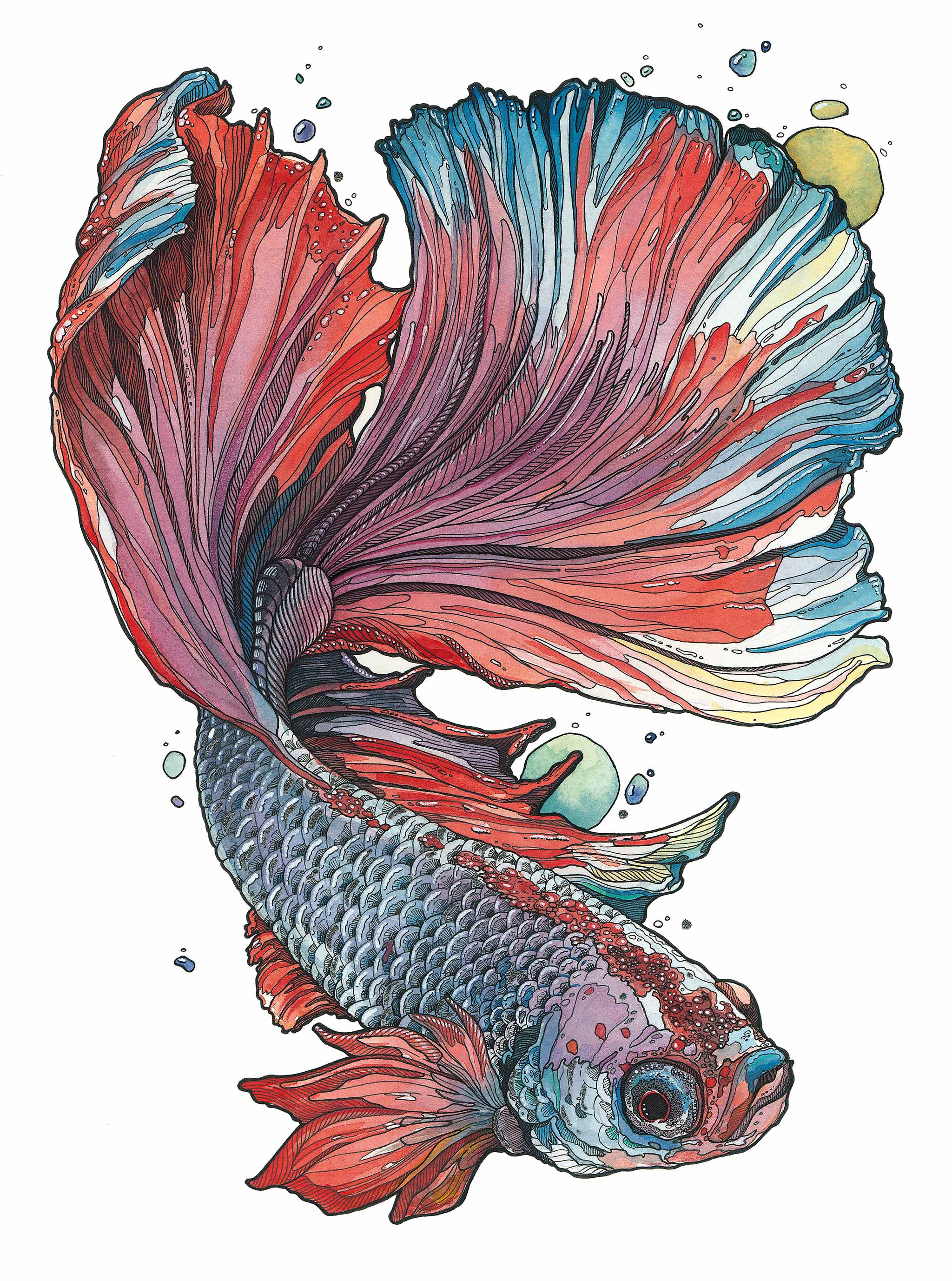 PESCE COMBATTENTE SIAMESE 01 | Irene Meniconi
