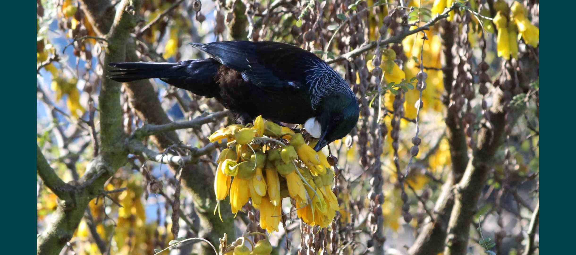 Experiencing Birds in your Green space | Resources by NZAEE