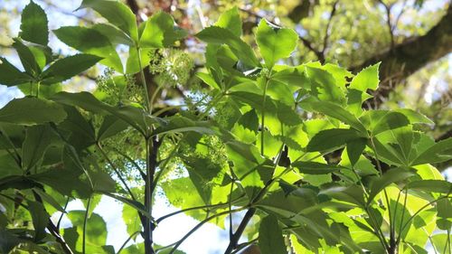 Ngā Rākau | Trees bilingual unit | Resources by NZAEE