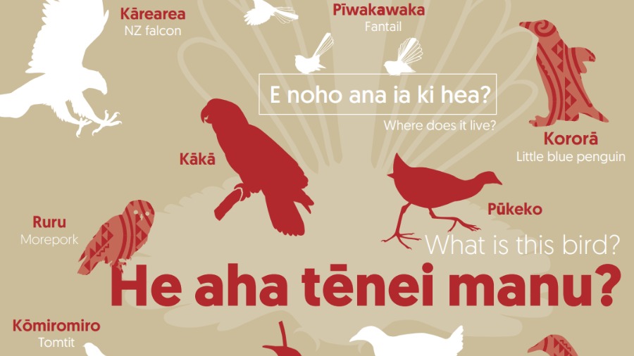 He aha tēnei manu? | Resources by NZAEE