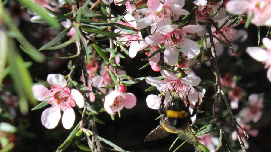 Notice Three Good Things in Nature | Resources by NZAEE