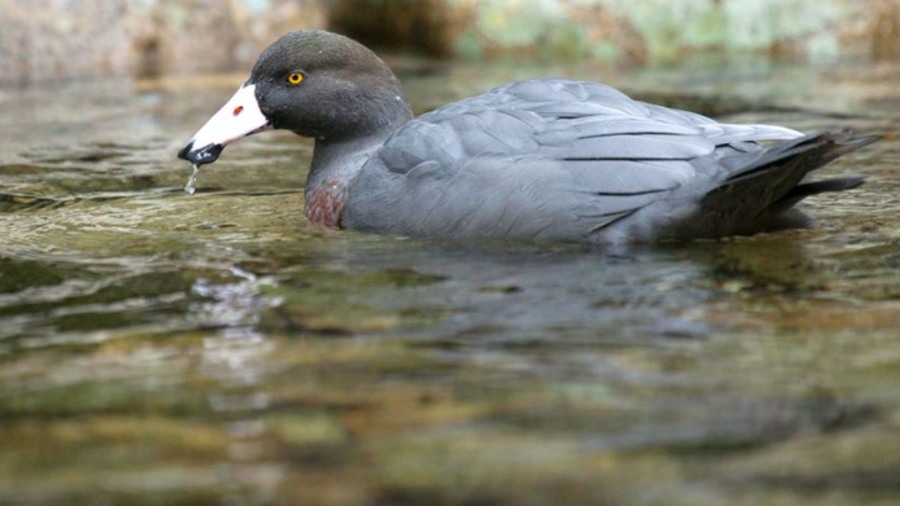 Whio Forever | Resources by NZAEE