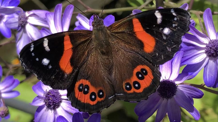 Moths & Butterflies of NZ | Resources by NZAEE