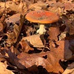Ngahuru | Autumn Seasonal Activities | by NZAEE