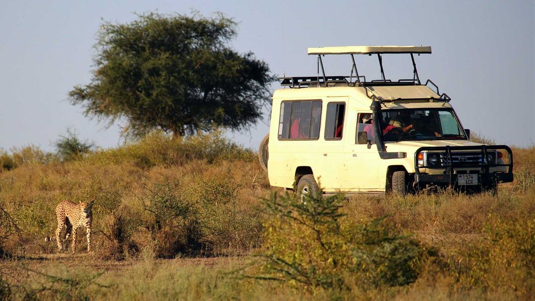 How to Pick an African Safari Based on the Animals You Most Want to See ...