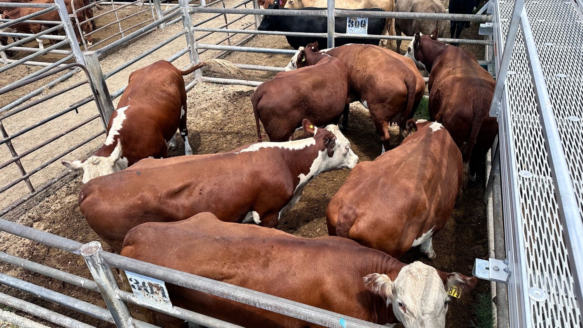 Livestock Sales - JBR - James Bradford Rural