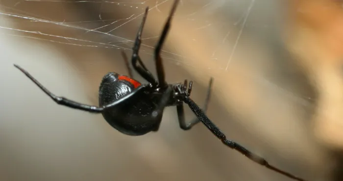Spiders: Understanding, Identifying, and Staying Safe