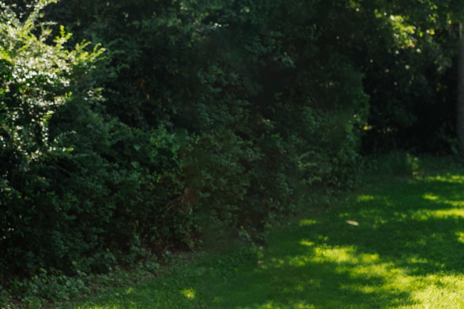 Allergy Immunotherapy, Testing and Care | Curex Allergy