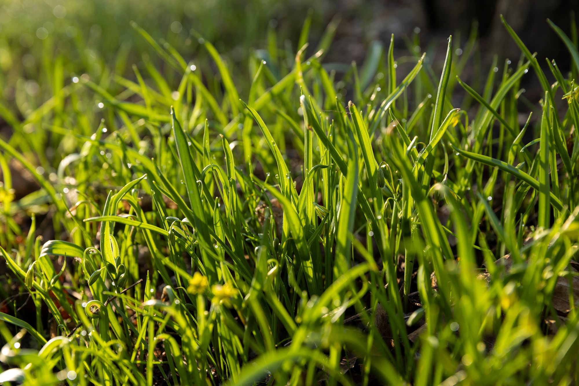 Epoxy Resins allergy: Symptoms, Treatment, Immunotherapy, Tips to avoid