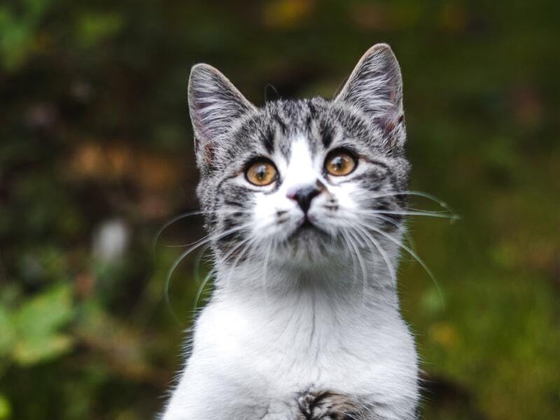 Why does my cat keep swatting at me?