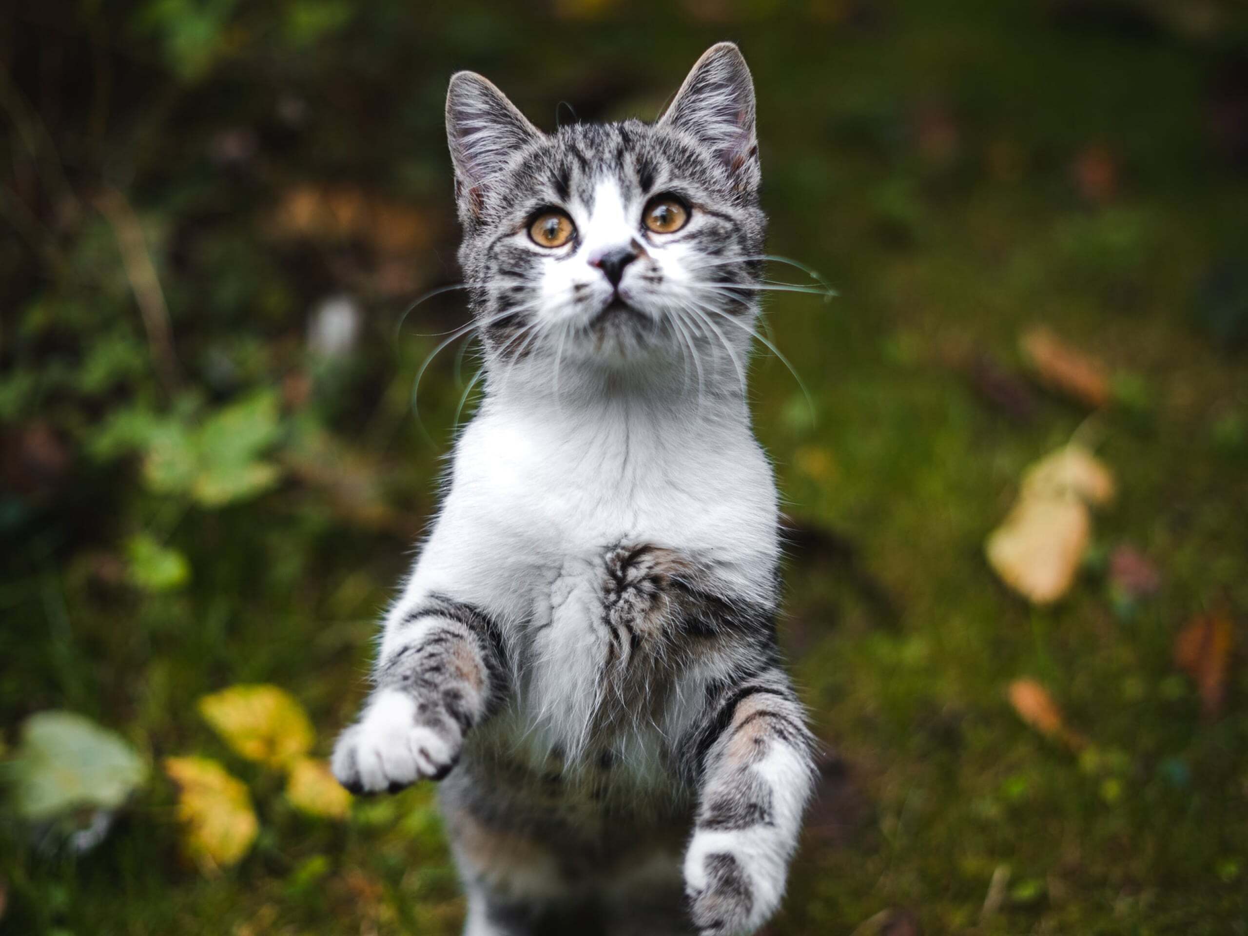 Why does my cat keep swatting at me?