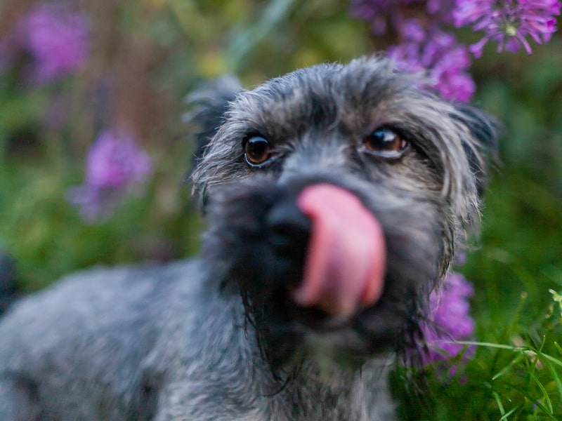 What is acral lick dermatitis in dogs?