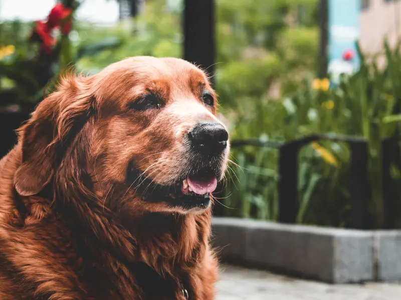 Signs that your dog might have melanoma