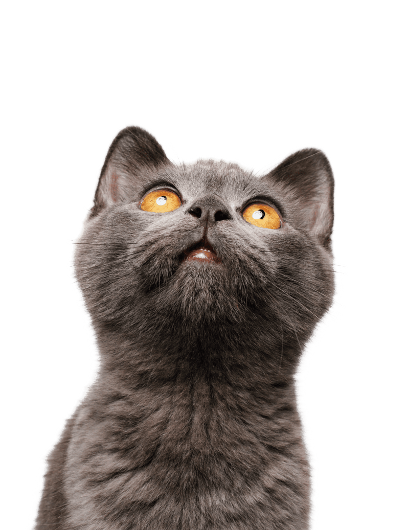 Best Pet Insurance in Canada | Fetch by The Dodo