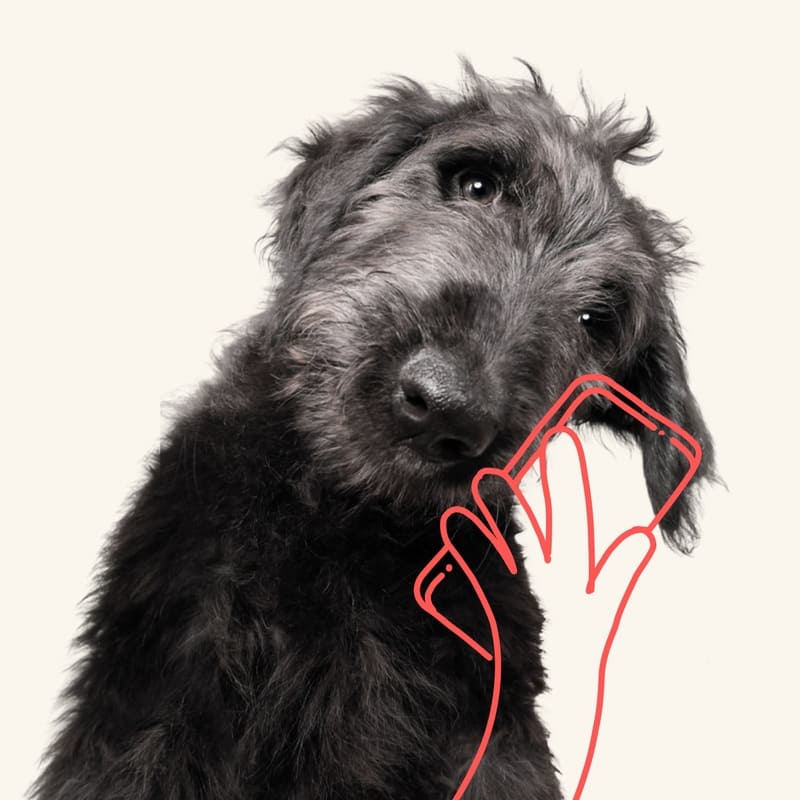 Submit a Claim | Fetch by The Dodo