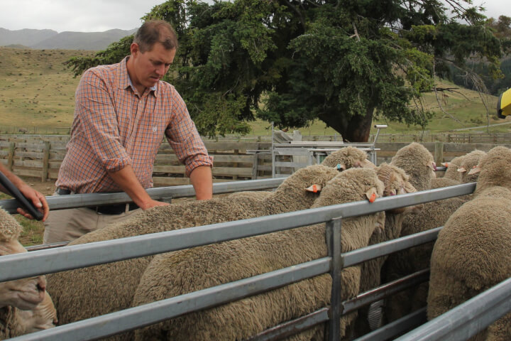 FROM THE VAULT: Mark Ferguson on science, sheep, and the tech-enabled ...