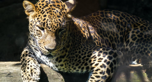 Chili Piper’s Director of Revenue Performance Michael Tuso Wins 2019 ...