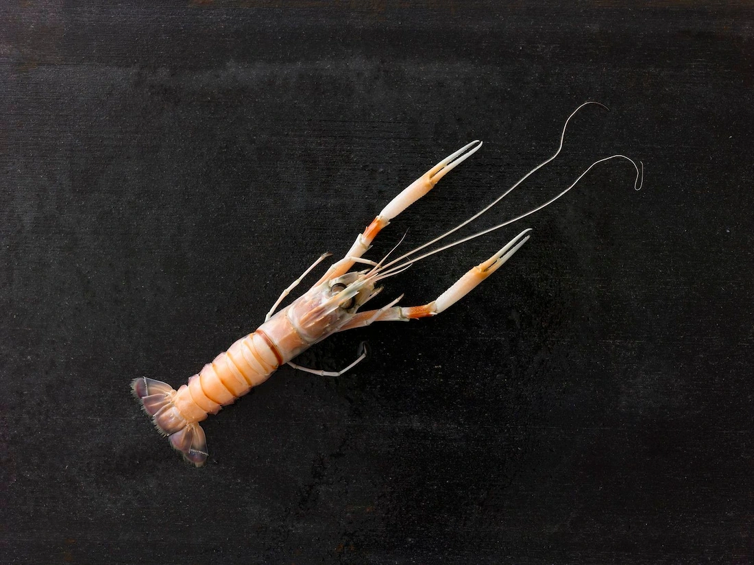 New Zealand Scampi | WorldClass