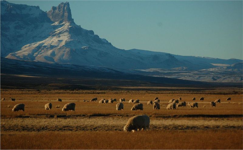 Patagonian Lamb | WorldClass
