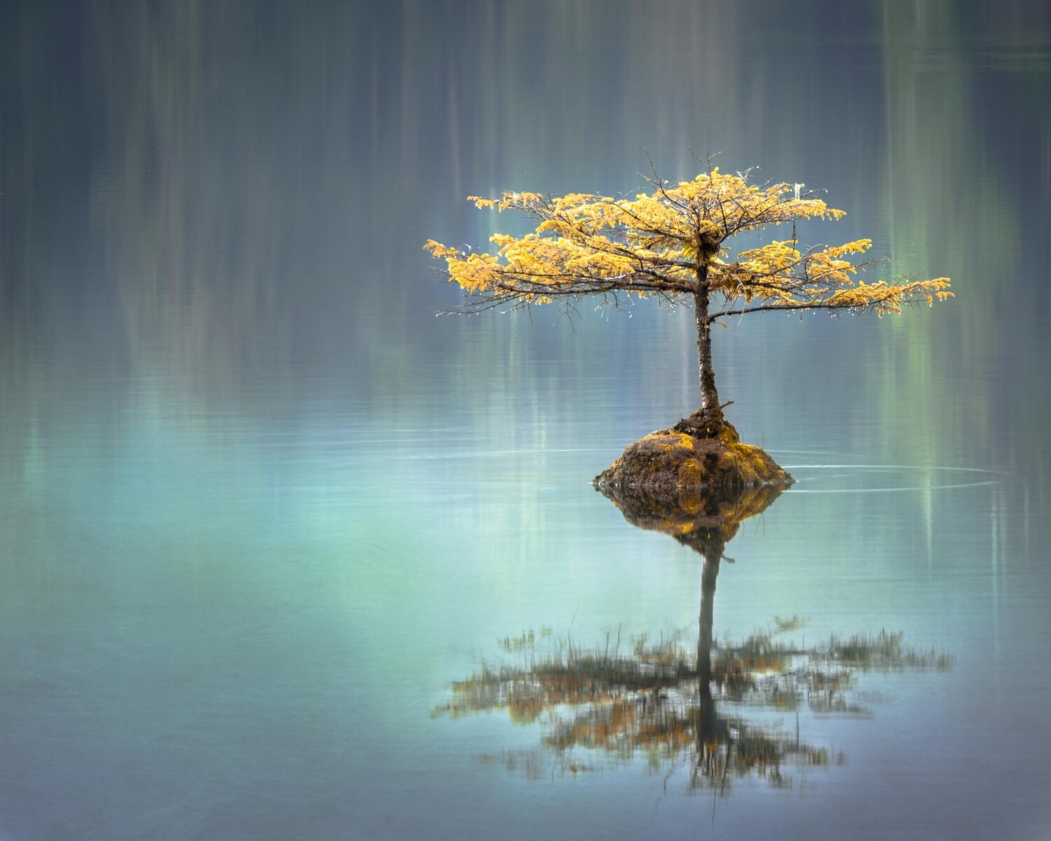Shamanic Reiki: The Universe of Us is Healing