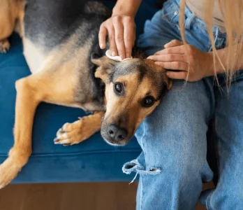 No-code/ Low-code Case study: Simini