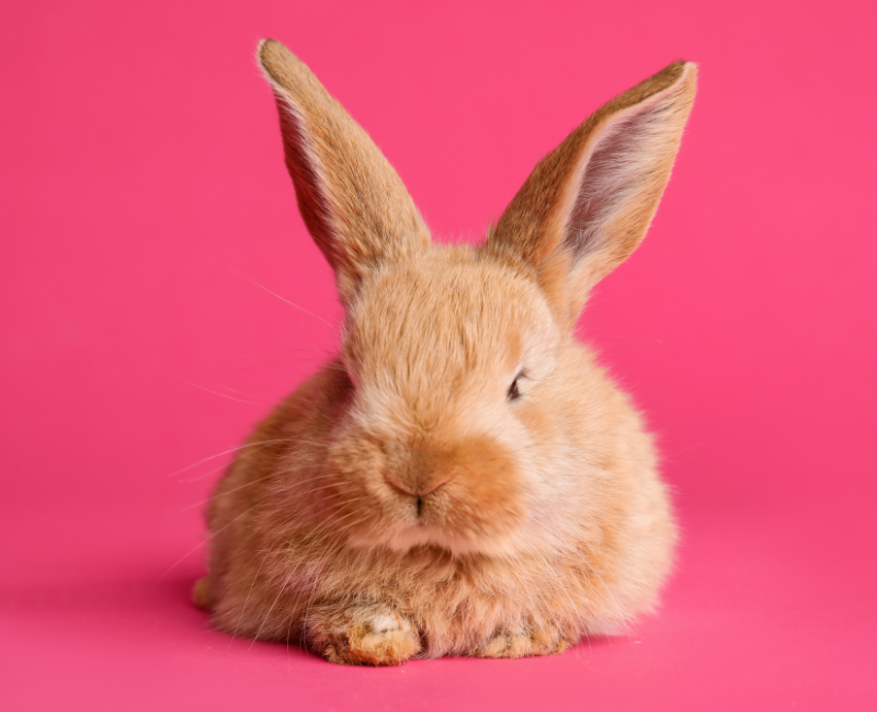 Pourquoi essayer le déguisement de lapine sexy