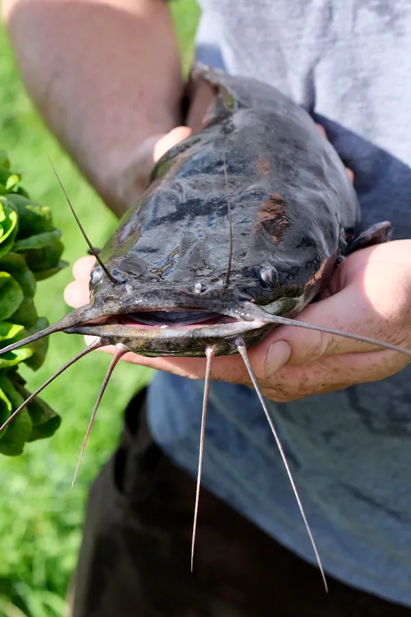Fisch nachhaltig in Amberg gezüchtet – Donhauser Hof